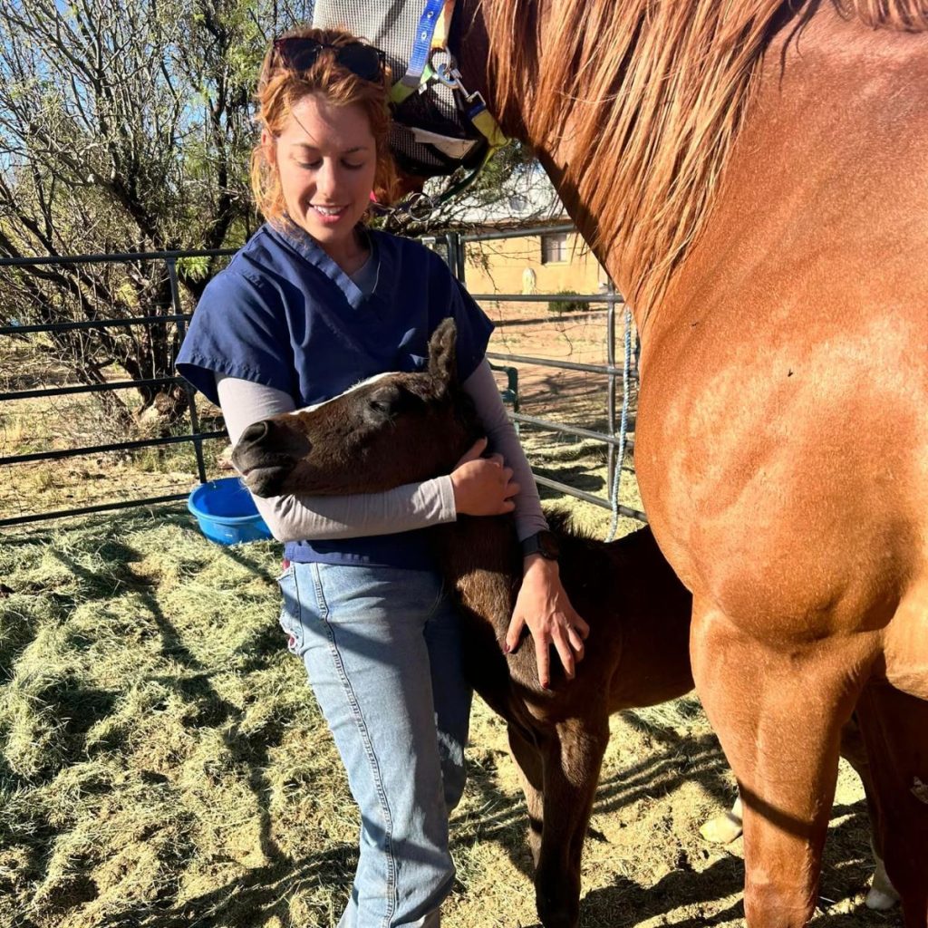 Lion and Lamb – Veterinary Services